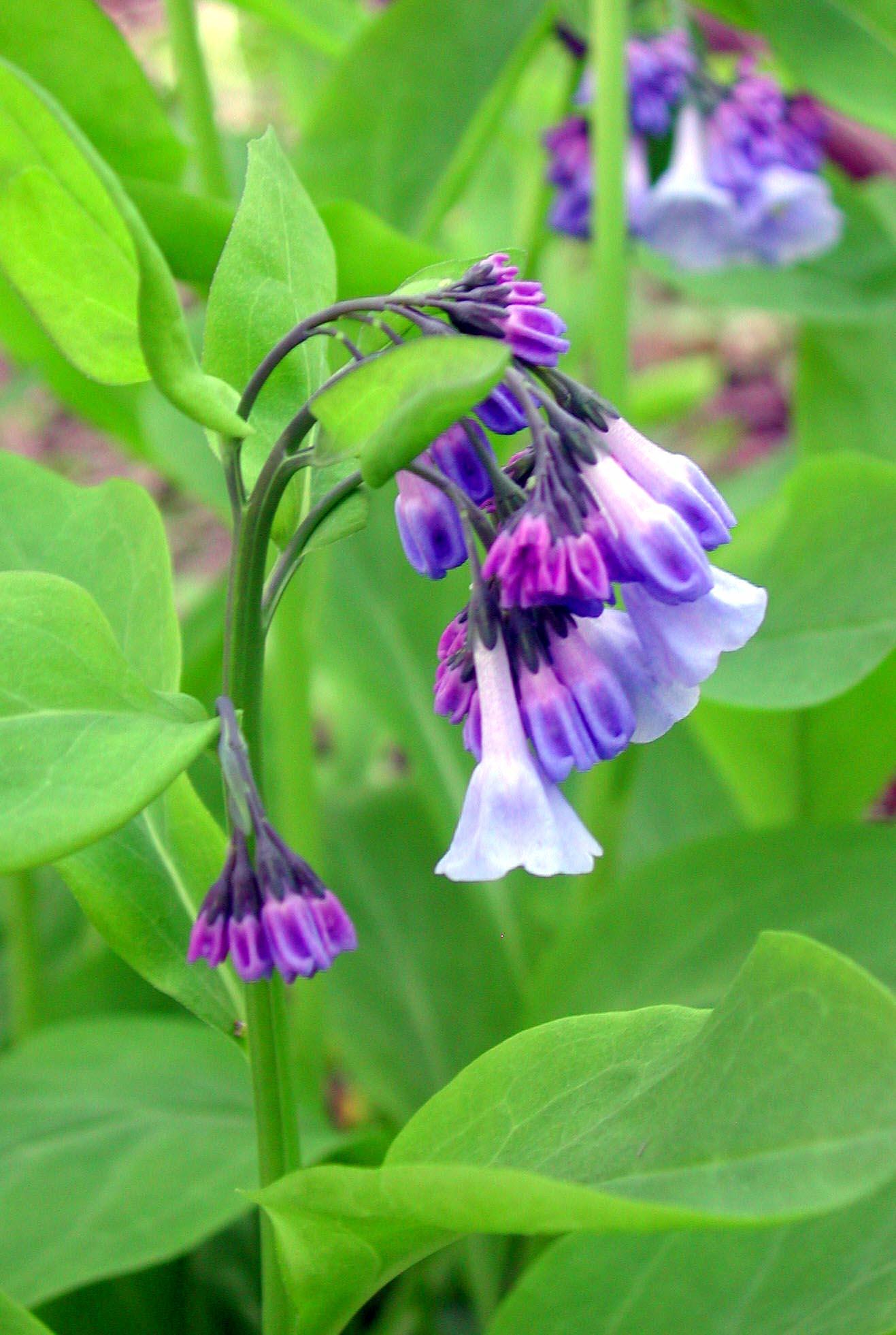 Spring Wildflowers are on the Way! (Part 1) - D&L - Delaware & Lehigh
